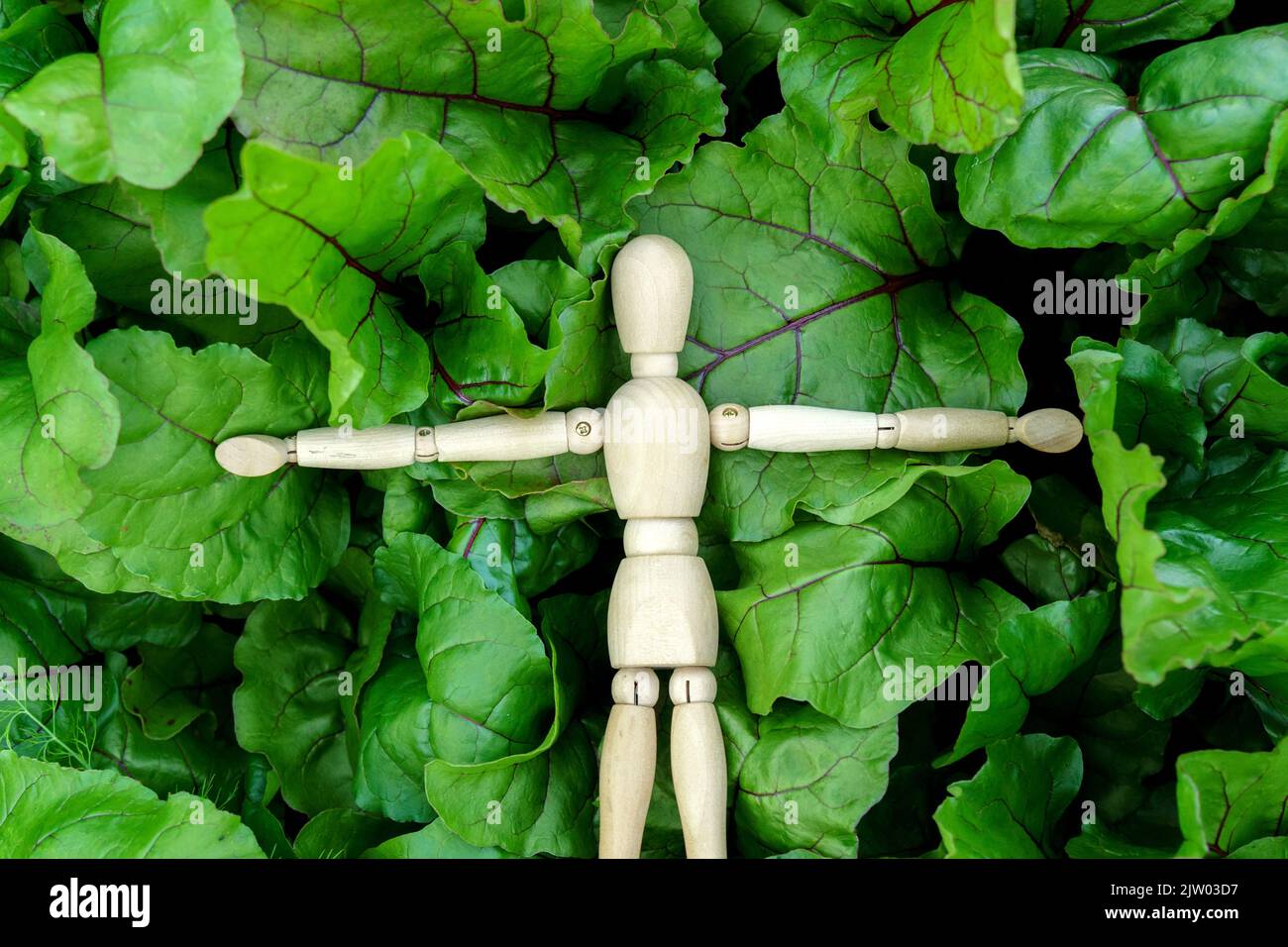 Growing young beets in the garden. The concept of Harvesting with a ...