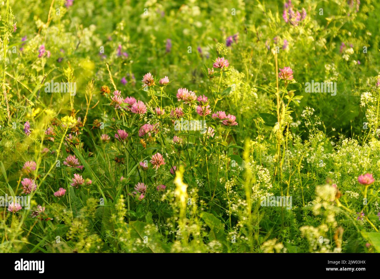 Flowers of violet clover Trifolium repens.The plant is edible ...