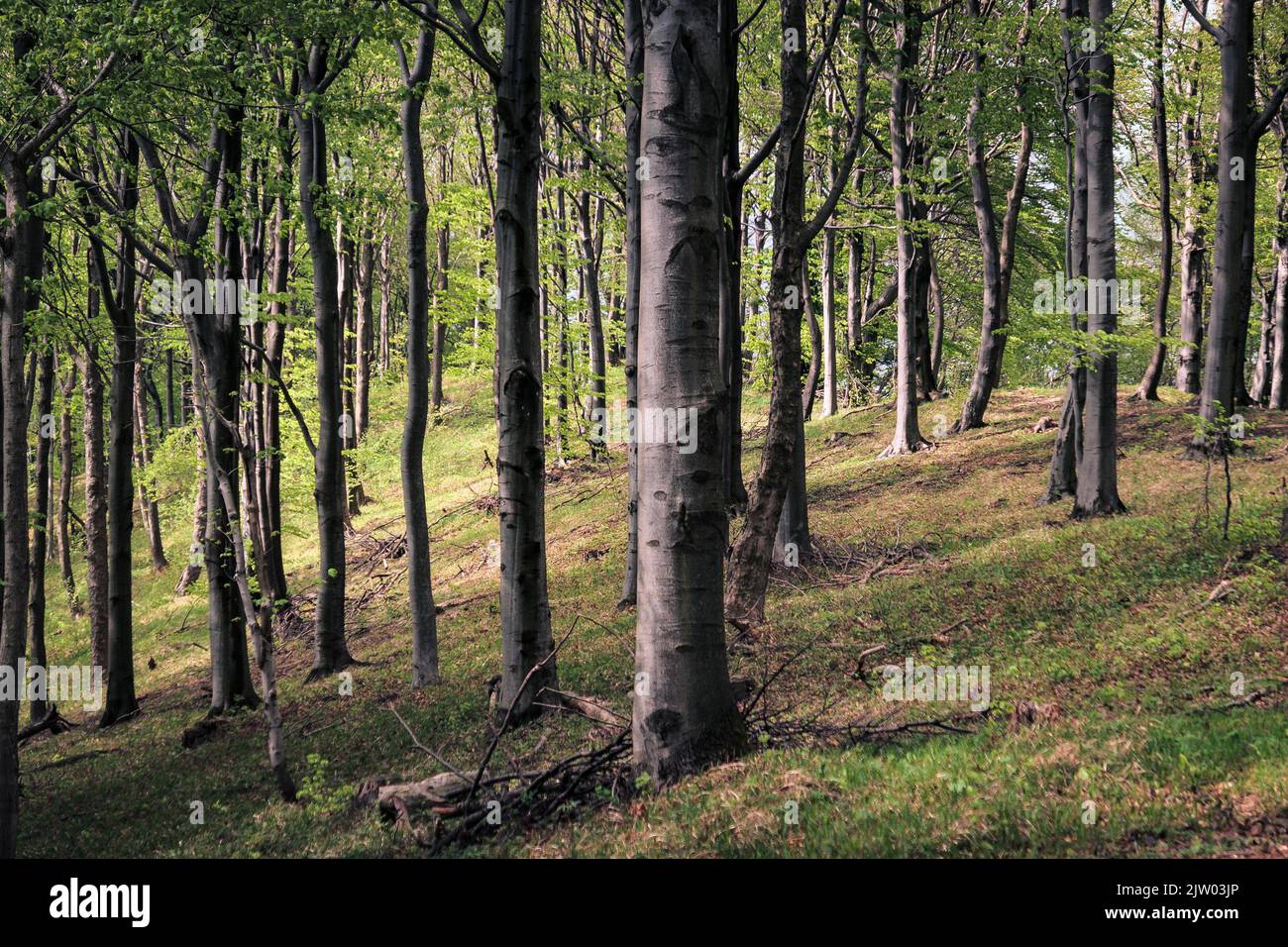 Shot pine trees in woods hi-res stock photography and images - Alamy