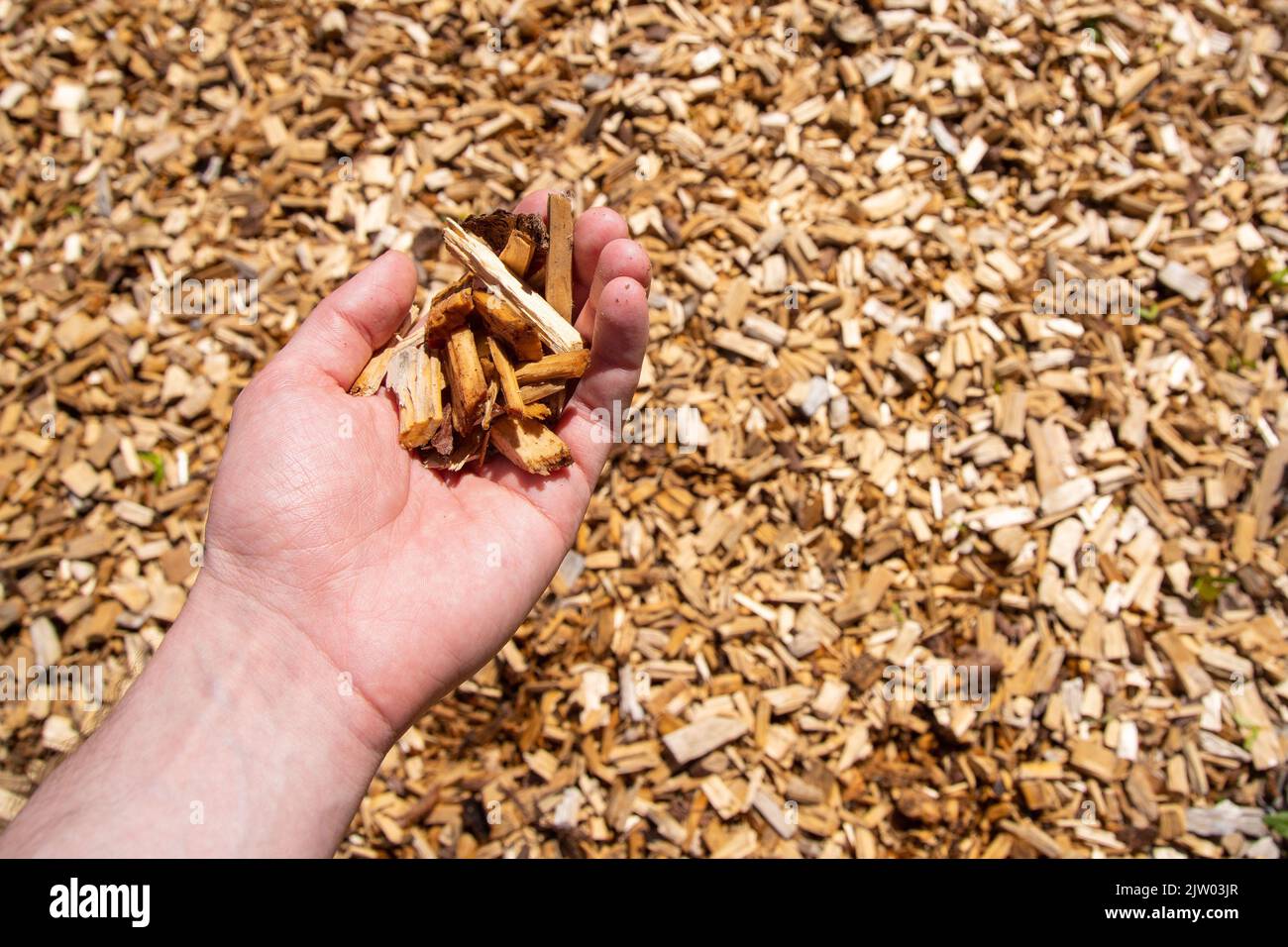 A person scooped up a handful of wood chips from a pile on the ...
