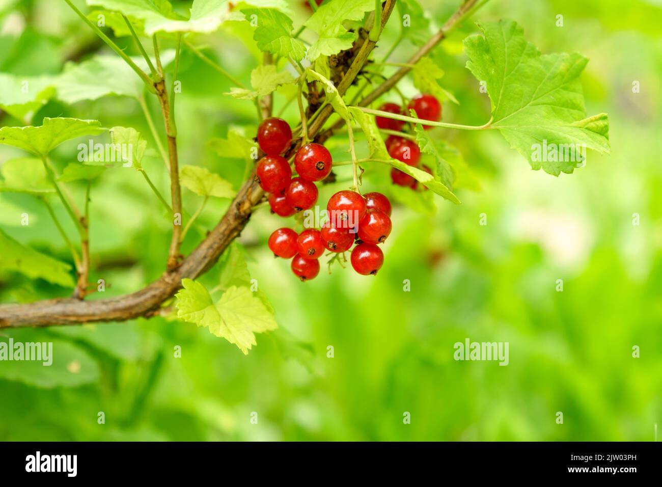 Red currant berries on a shrub branch. Summer season fruits on sunlight ...