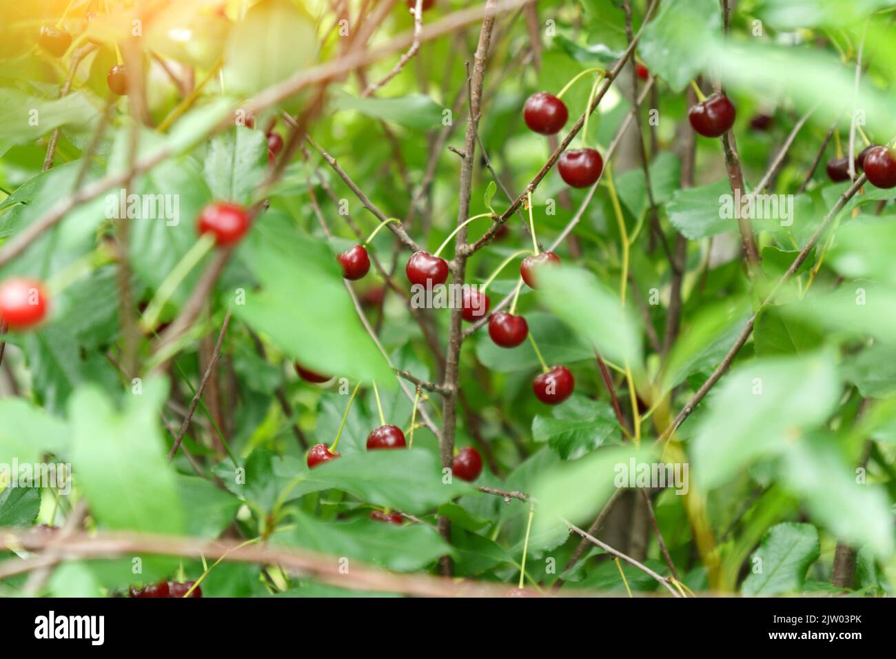 Cherry berries ripen on the tree on a summer day. Selective focus Stock ...