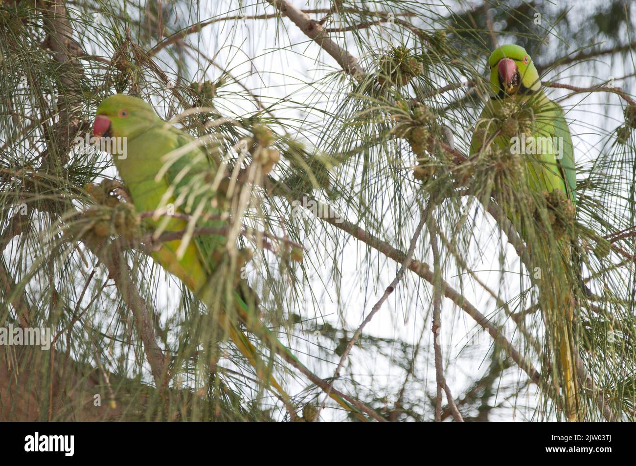 Pair of rose-ringed parakeets Psittacula krameri eating seeds of ...