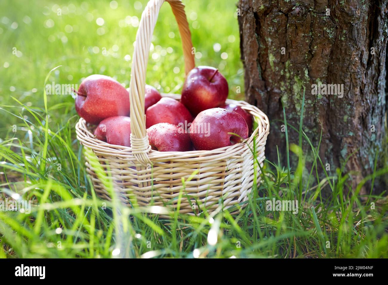 Basket apples under apple tree hi-res stock photography and images - Alamy