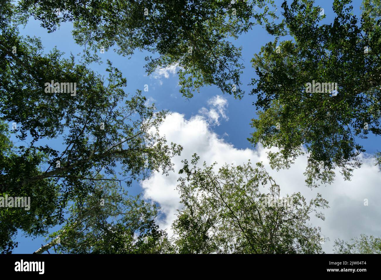 Tree branches on blue sky background with copy space for test mock up ...