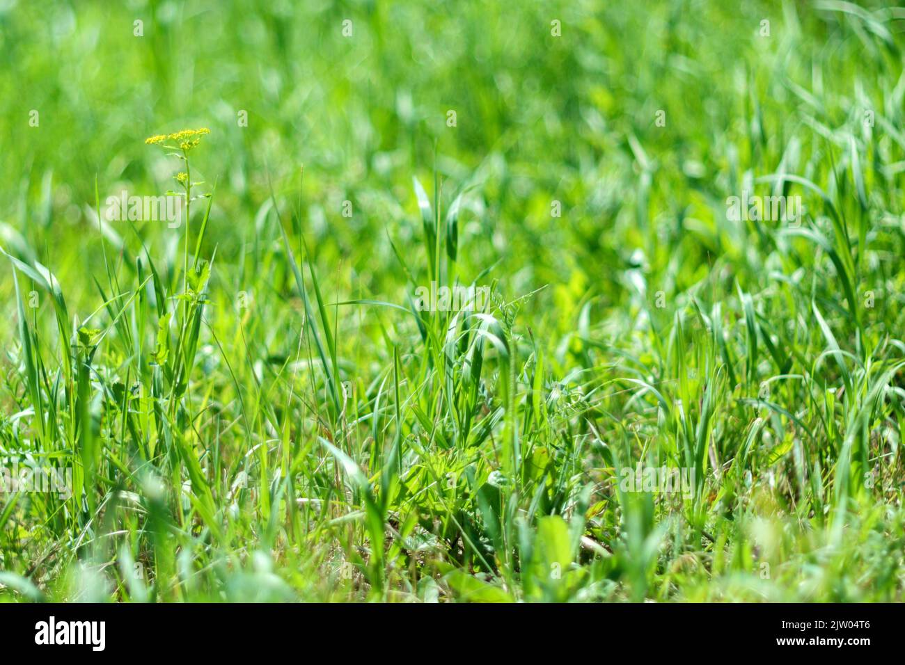 Unfocused green summer grass background defocusing, on a sunny summer ...