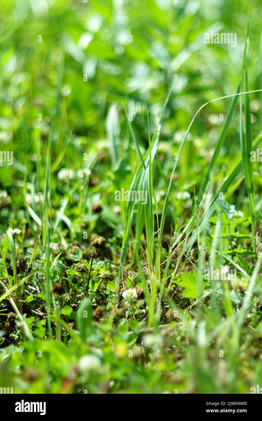 Bokeh of light, green grass and trees. Sun rays. Blurred unfocused ...
