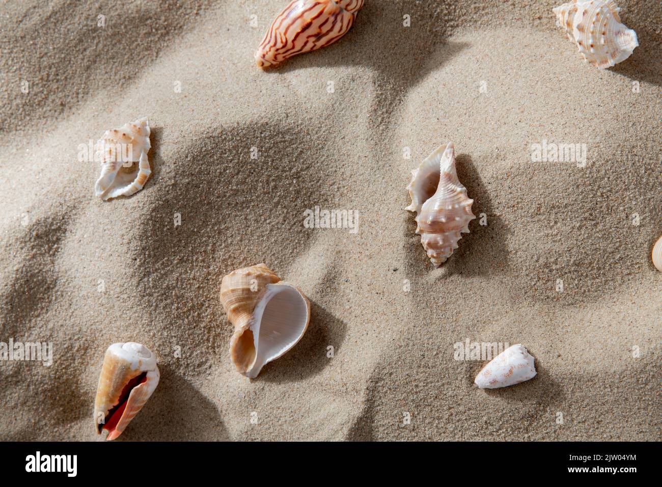 different sea shells on beach sand Stock Photo - Alamy