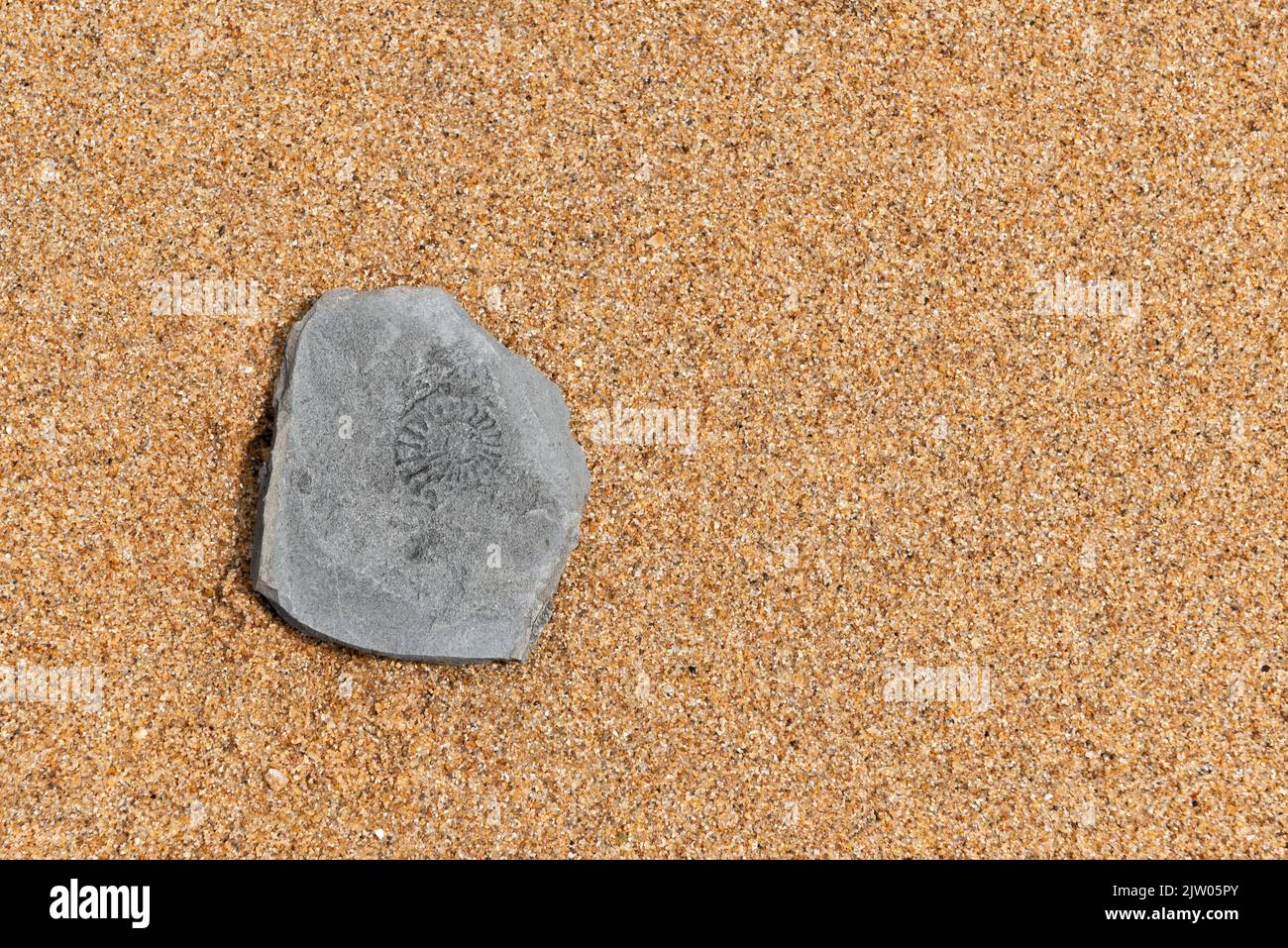 Shell fossil imprint hi-res stock photography and images - Alamy