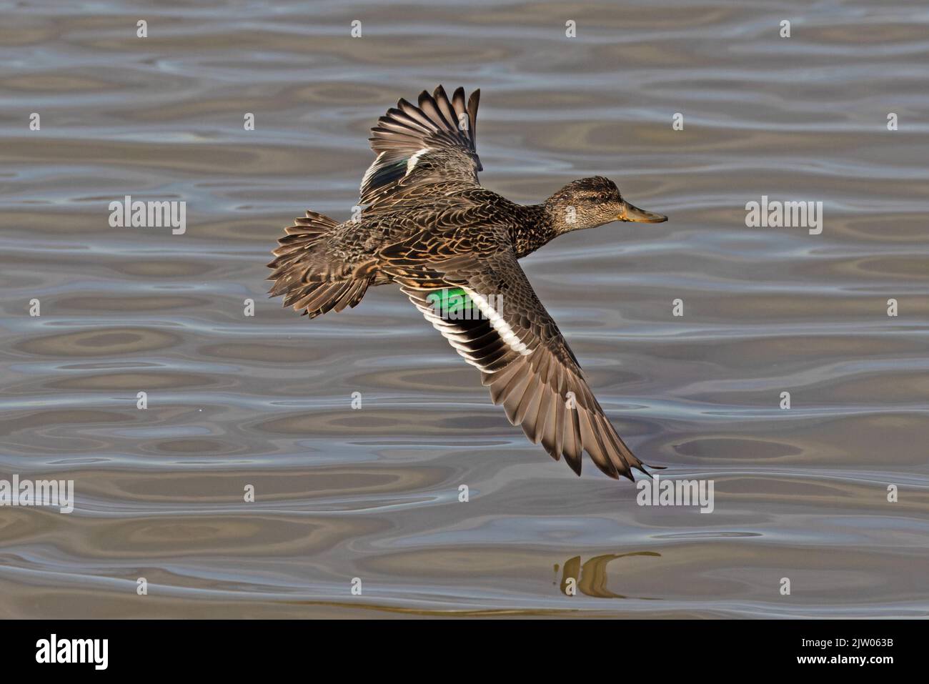 Flying anas crecca bird uk hi-res stock photography and images - Alamy