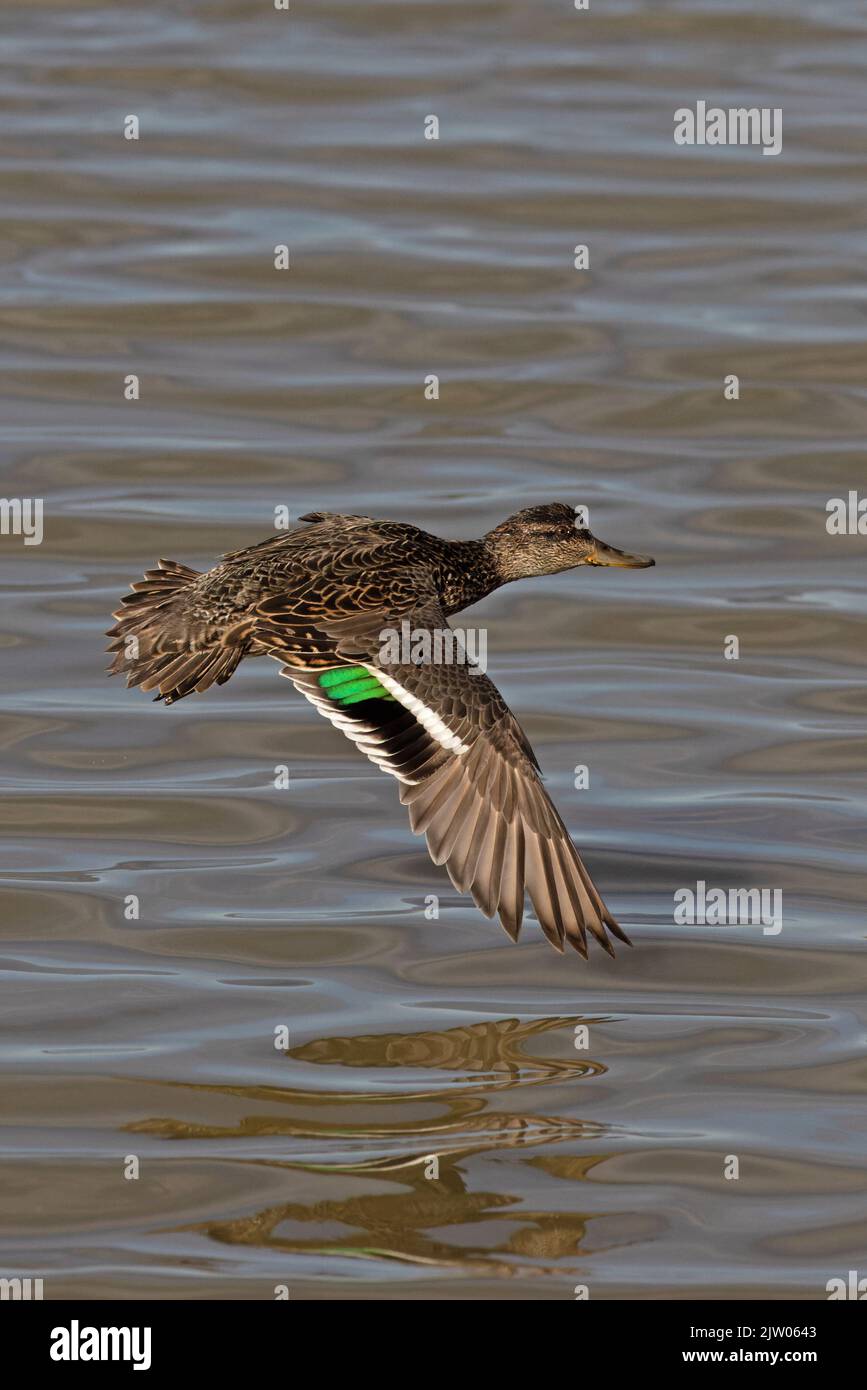 Flying anas crecca europe hi-res stock photography and images - Alamy