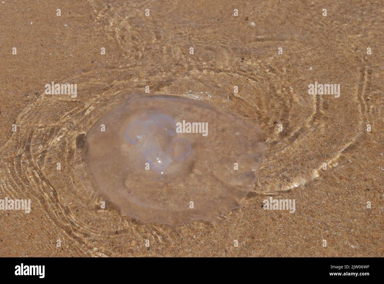 Jellyfish in sand hi-res stock photography and images - Alamy