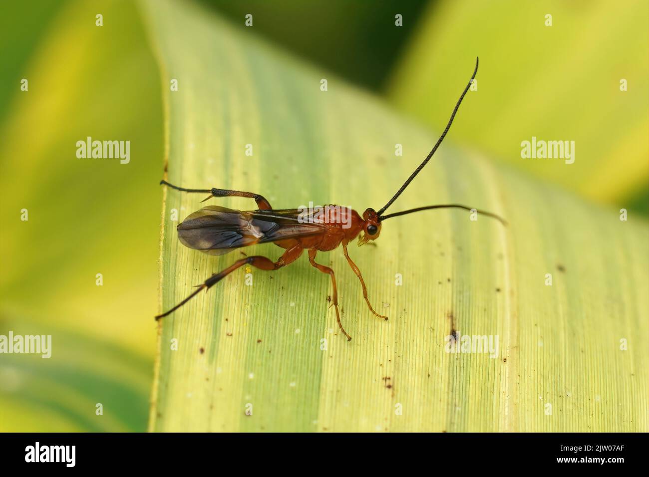 Cremnops desertor hi-res stock photography and images - Alamy