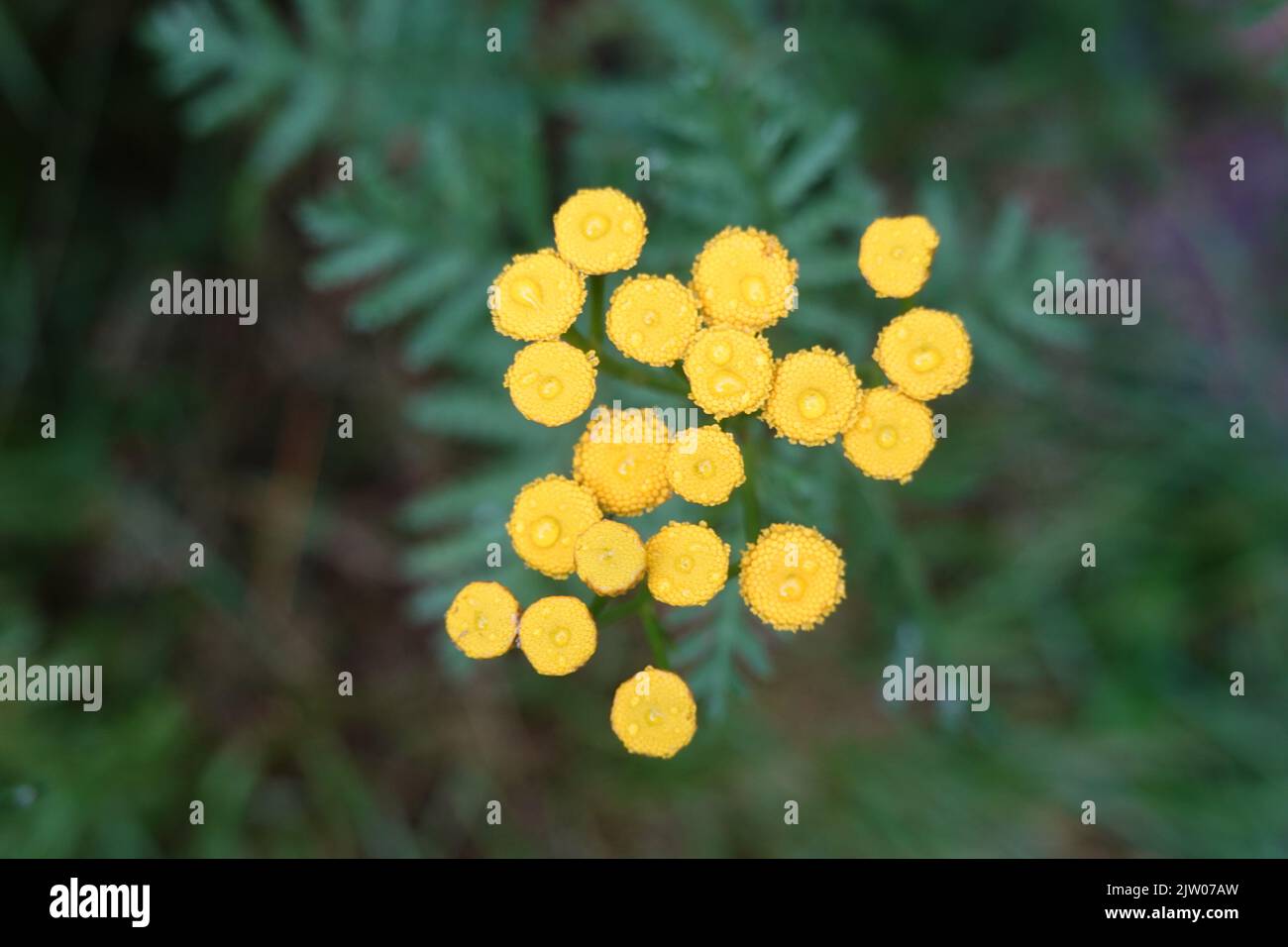 Tanacetum Vulgare, common Tansy a species of Tansies native to Europe ...