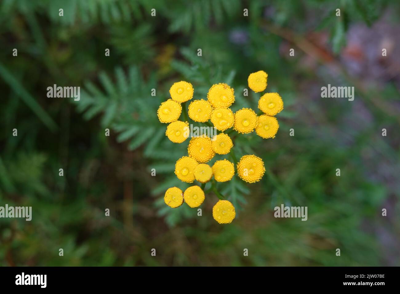 Tanacetum Vulgare, common Tansy a species of Tansies native to Europe ...