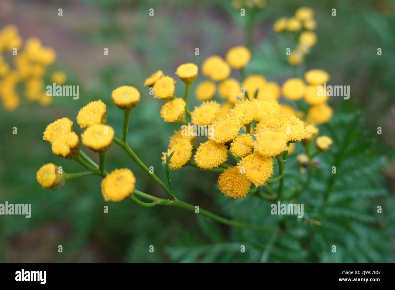 Tanacetum Vulgare, common Tansy a species of Tansies native to Europe ...