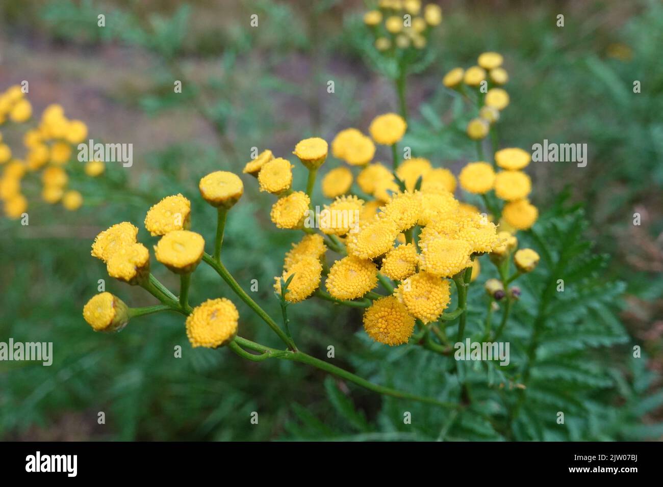 Tanacetum Vulgare, common Tansy a species of Tansies native to Europe ...