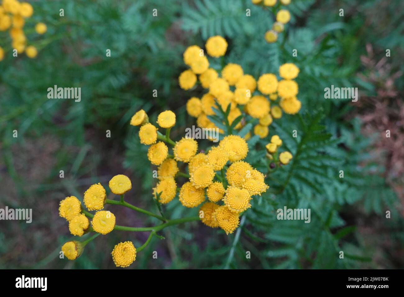 Common tansies hi-res stock photography and images - Alamy