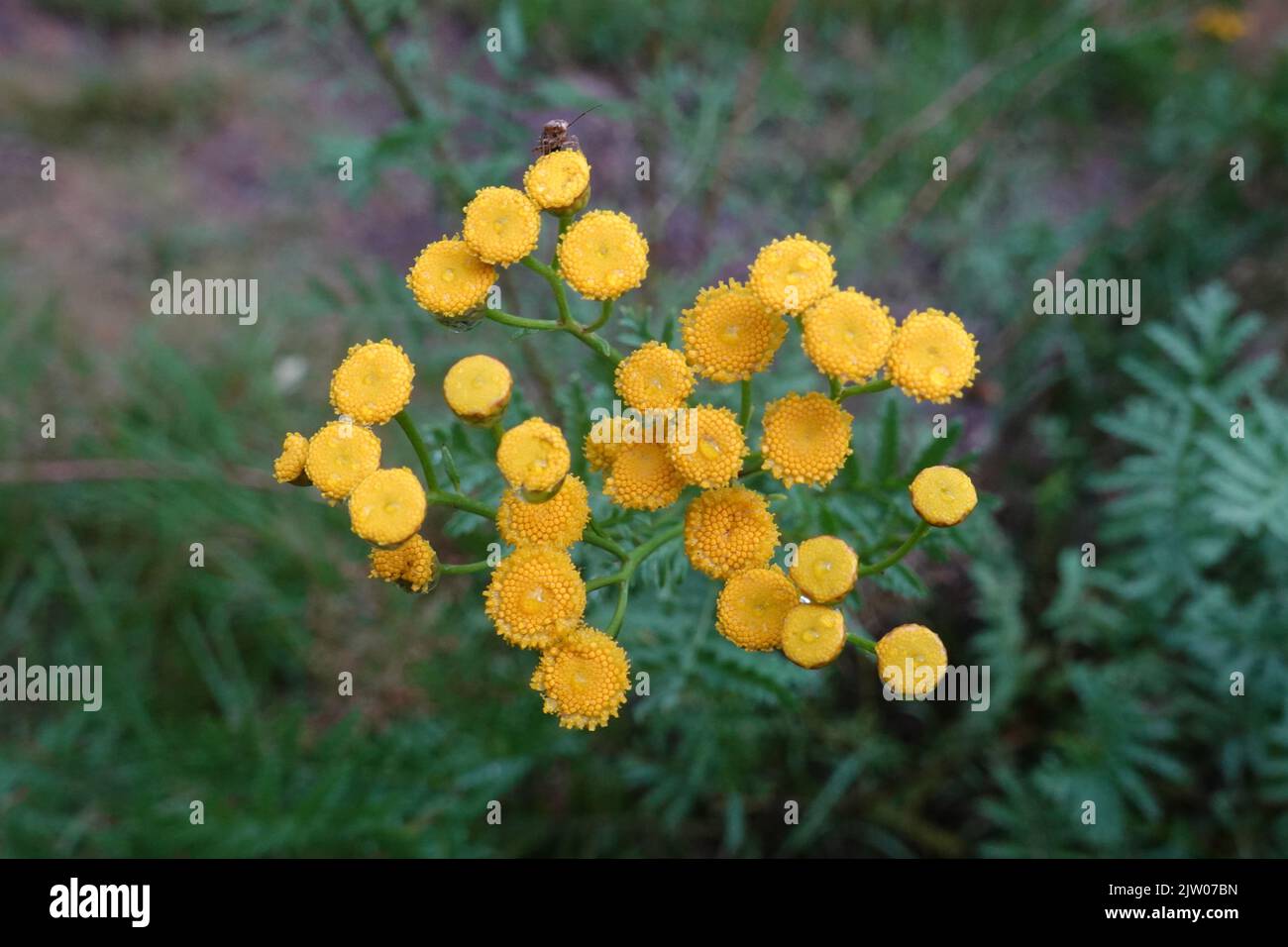Tanacetum Vulgare, common Tansy a species of Tansies native to Europe ...
