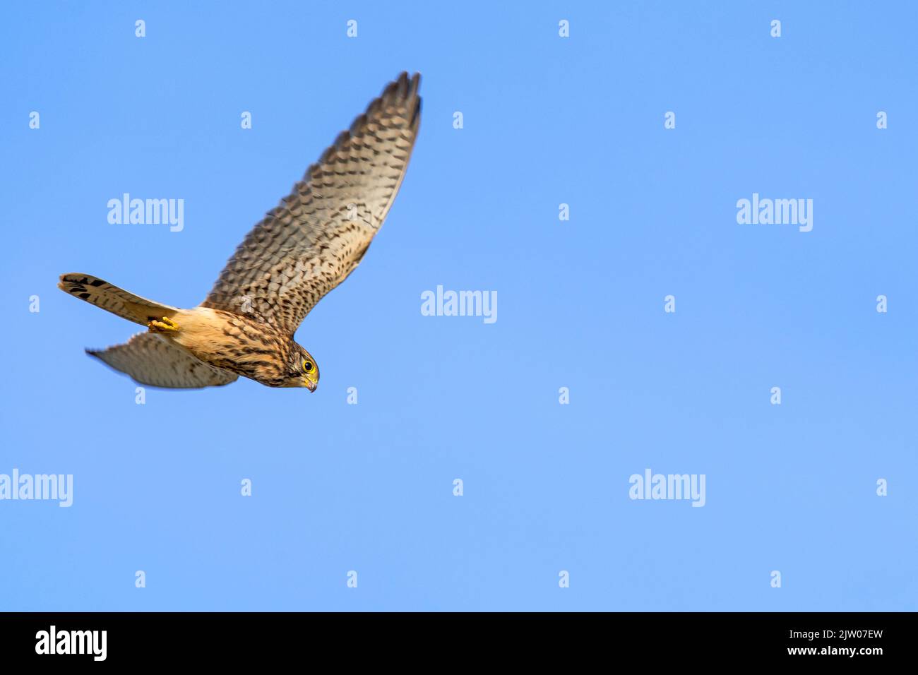 Common kestrel / European kestrel / Eurasian kestrel (Falco tinnunculus ...