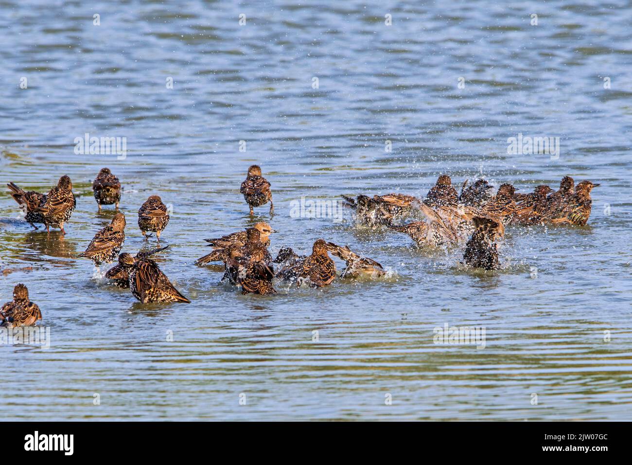 Common starlings sturnus vulgaris bathing hi-res stock photography and ...