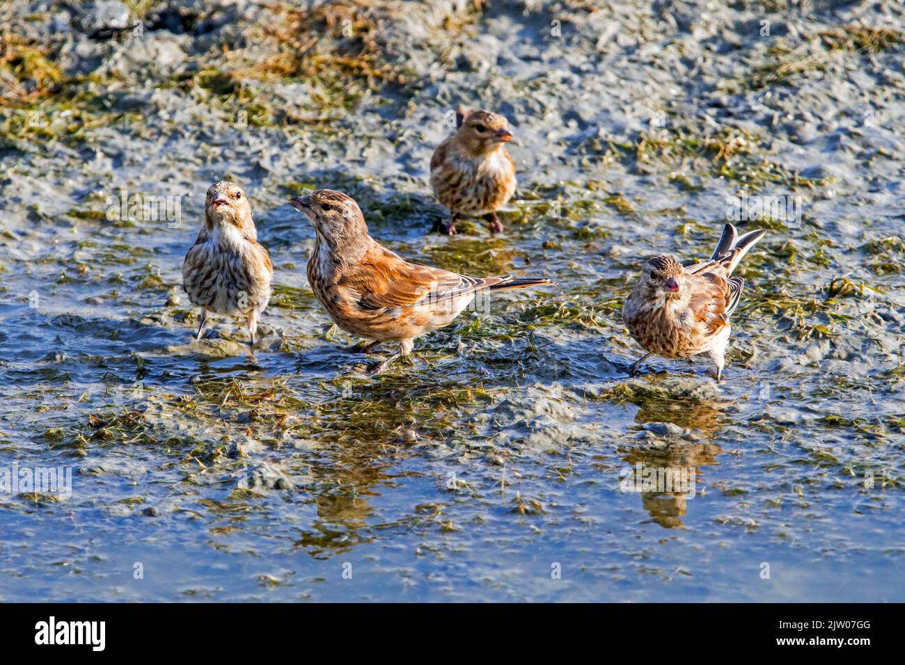 Linnets in summer hi-res stock photography and images - Alamy