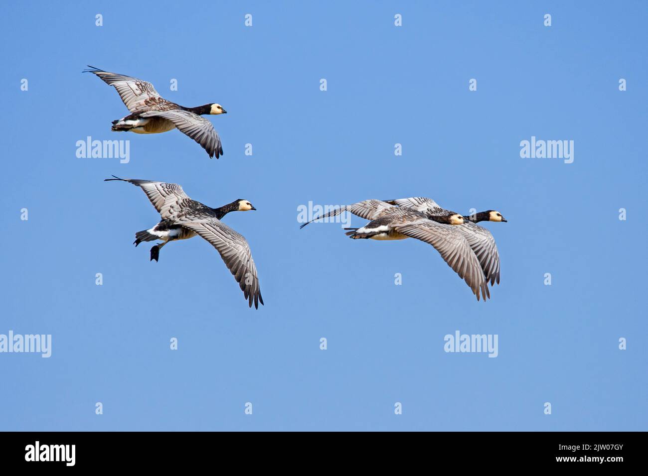 Barnacle goose (Branta leucopsis) flock / barnacle geese group in ...