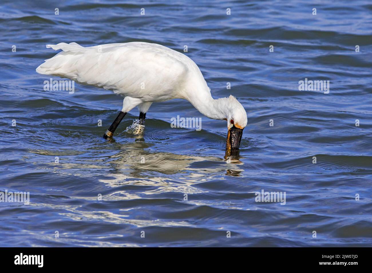 Bill sweeping hi-res stock photography and images - Alamy