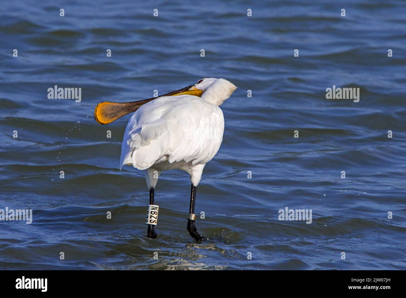Eurasian spoonbill / ringed common spoonbill (Platalea leucorodia ...