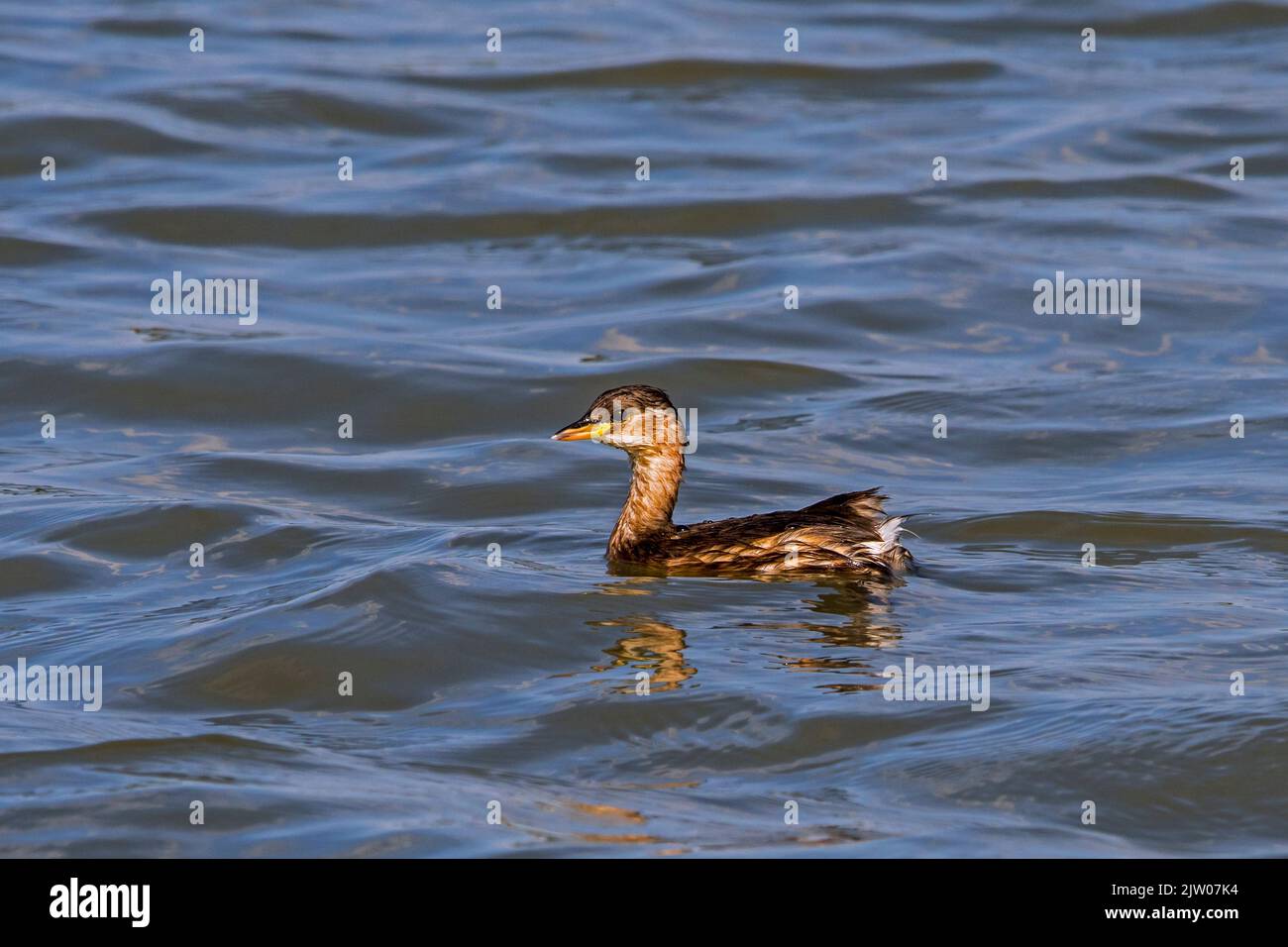 Small Diving Birds Non Water