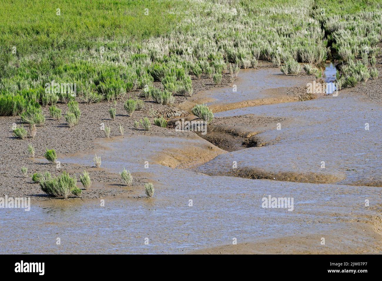 Salicornia salt marsh hi-res stock photography and images - Alamy