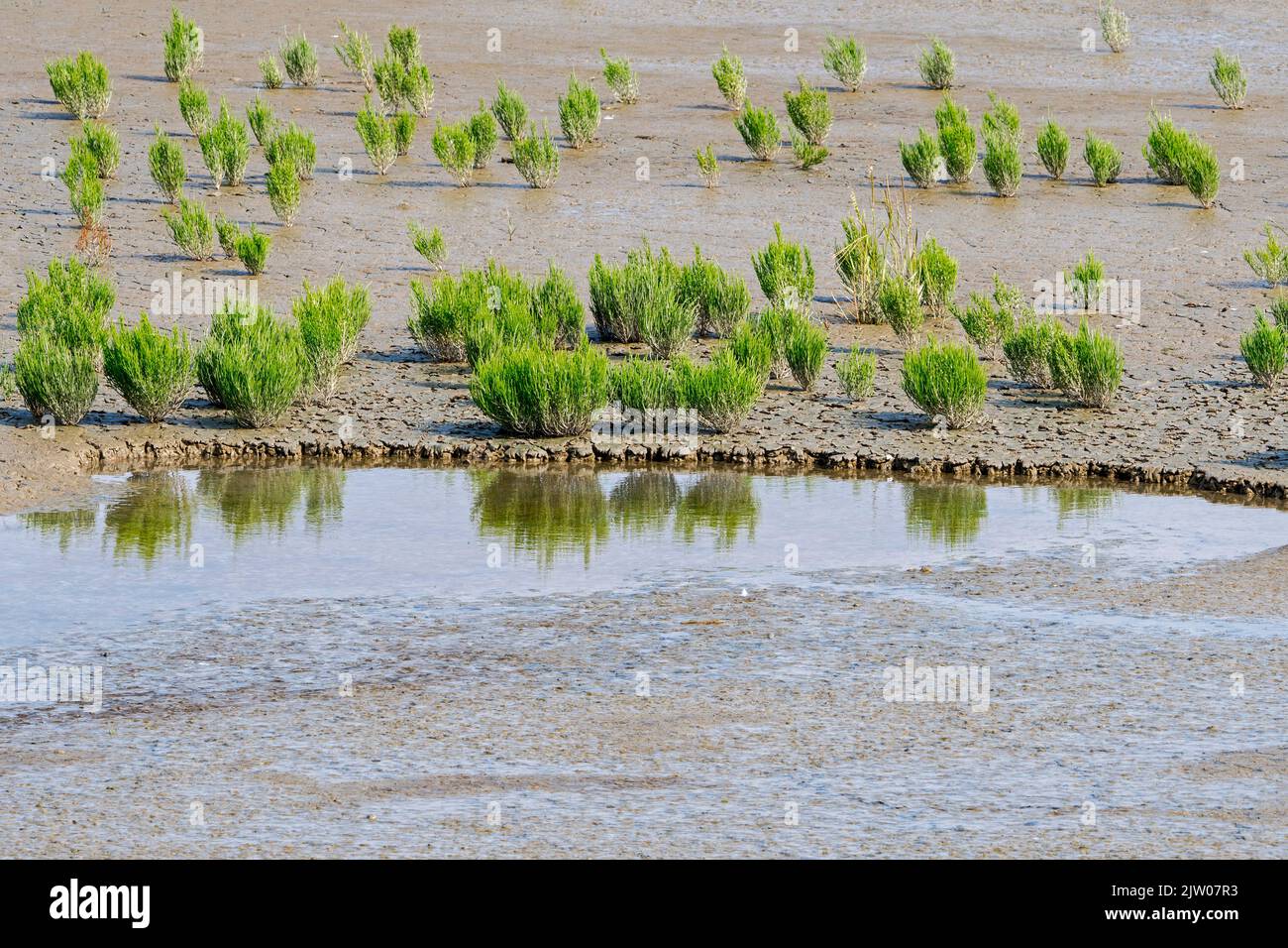 Saltwort plants hi-res stock photography and images - Alamy