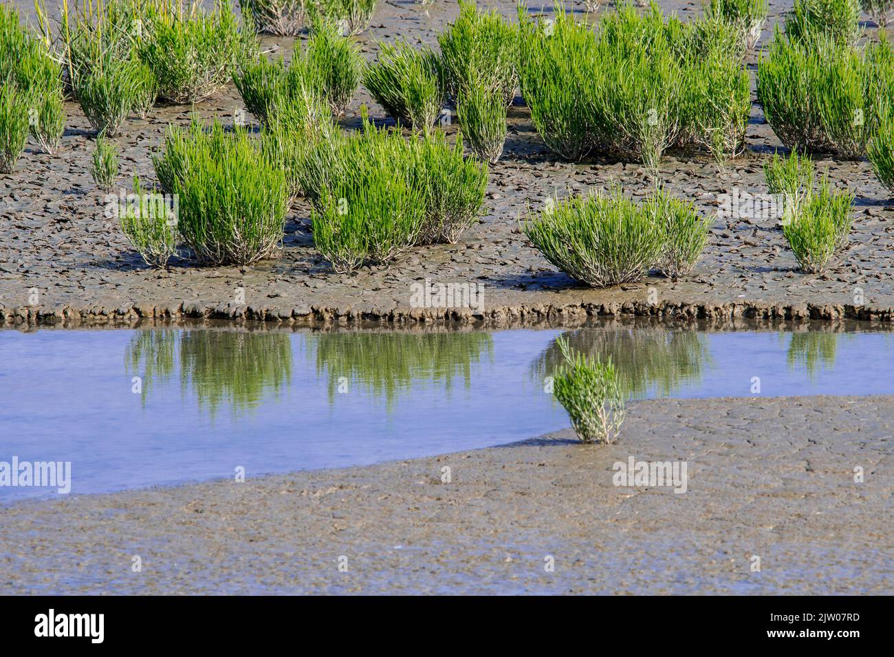 Saltwort plants hi-res stock photography and images - Alamy
