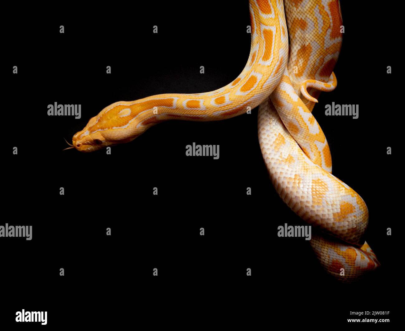 Largest snake native to asia hi-res stock photography and images - Alamy