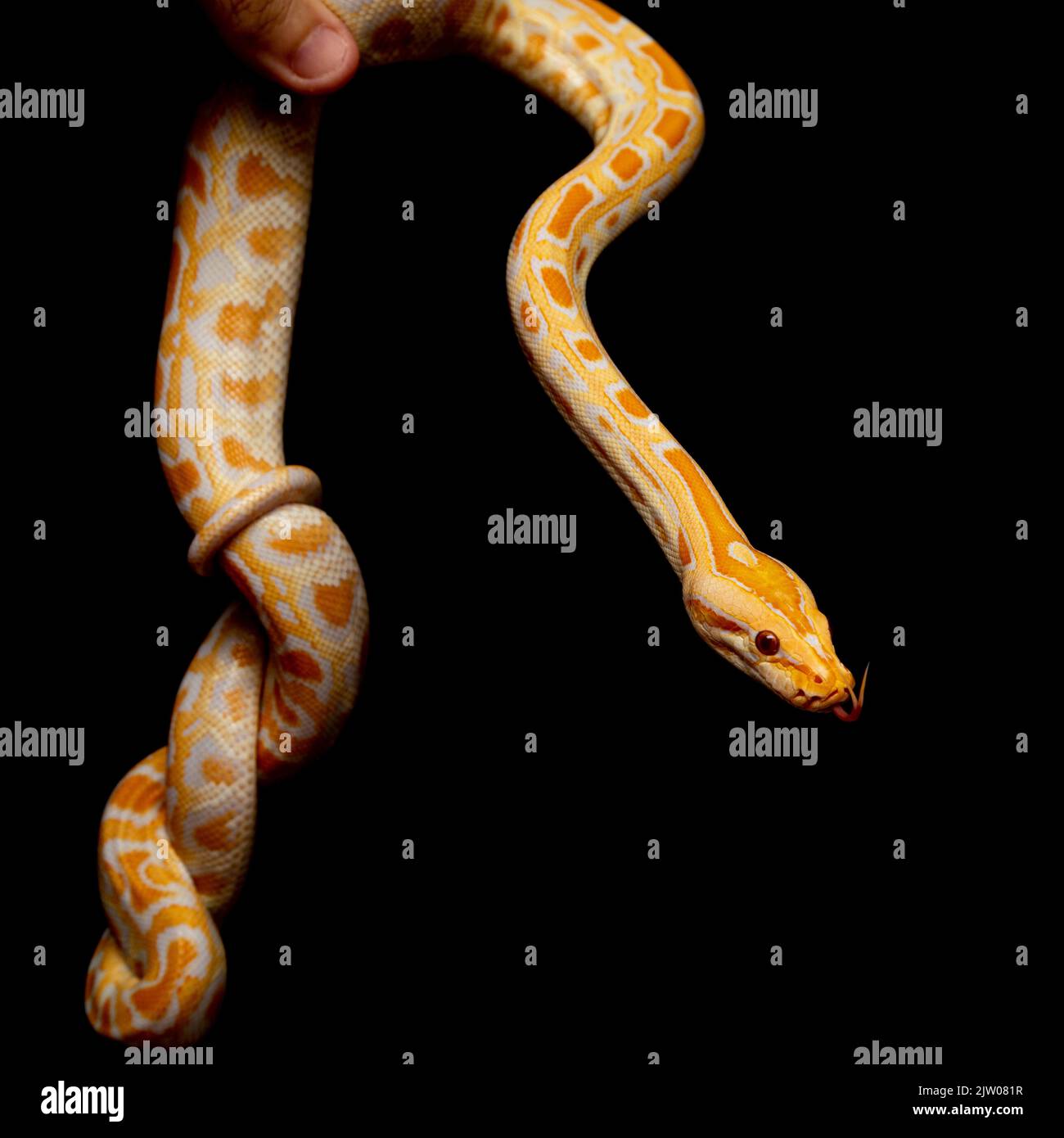 Python molurus bivitattus is one of the largest species of snakes. It ...