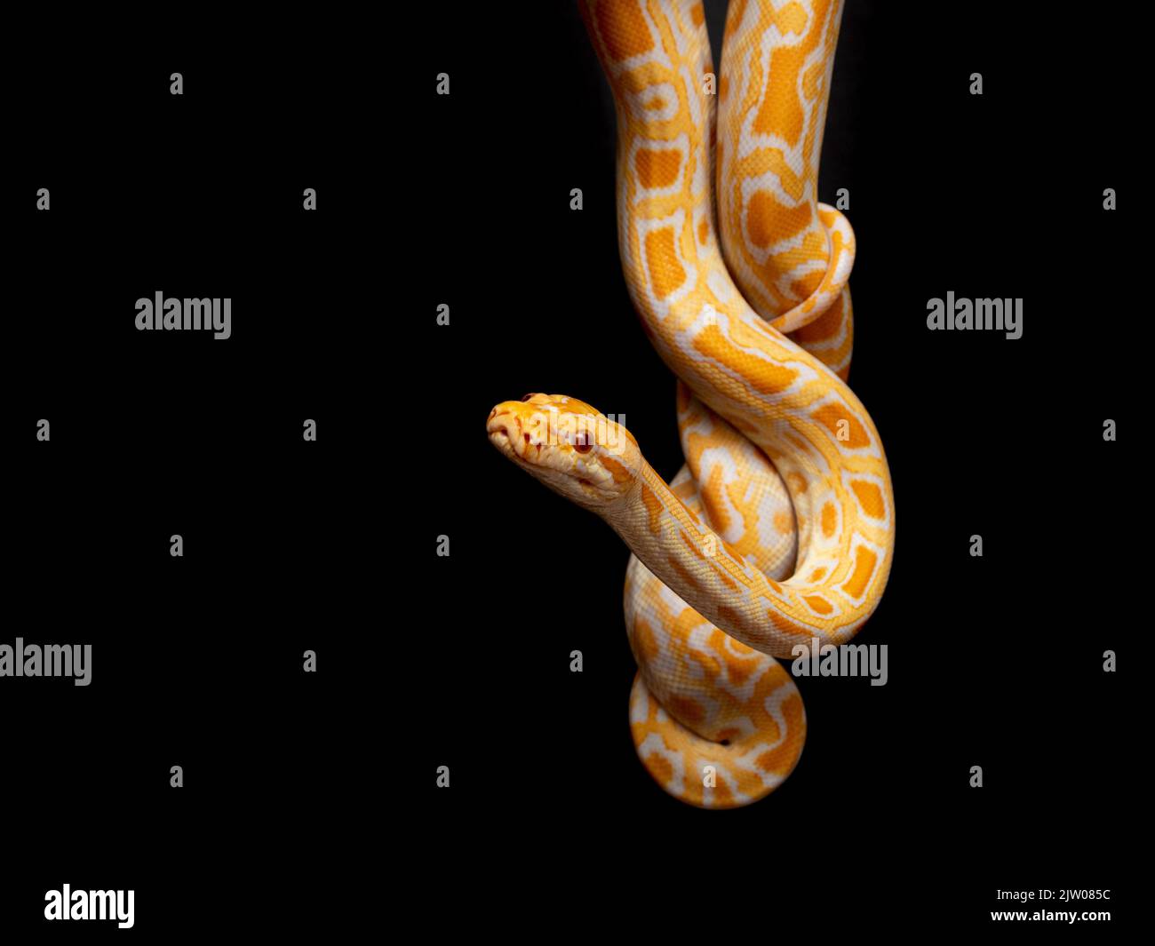 Python molurus bivitattus is one of the largest species of snakes. It ...