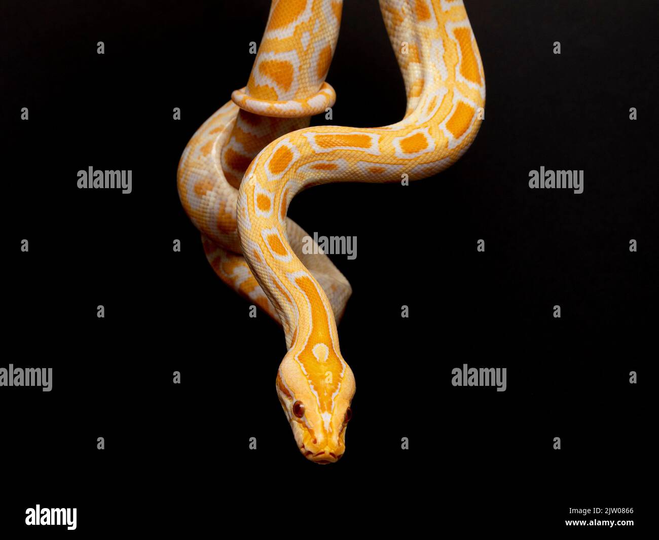 Python molurus bivitattus is one of the largest species of snakes. It ...