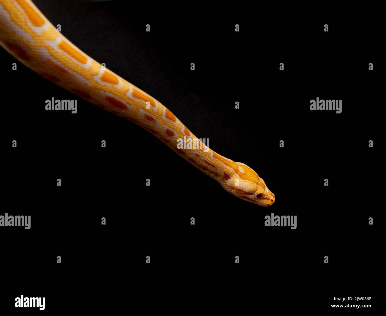 Python molurus bivitattus is one of the largest species of snakes. It ...