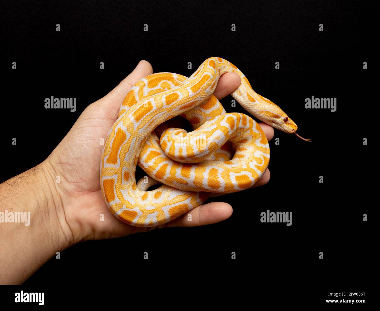 Python molurus bivitattus is one of the largest species of snakes. It ...