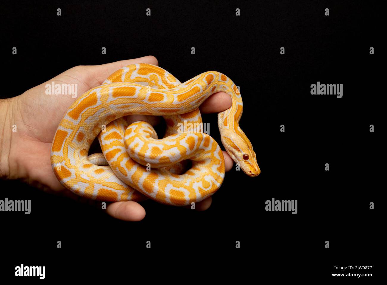 Python molurus bivitattus is one of the largest species of snakes. It ...