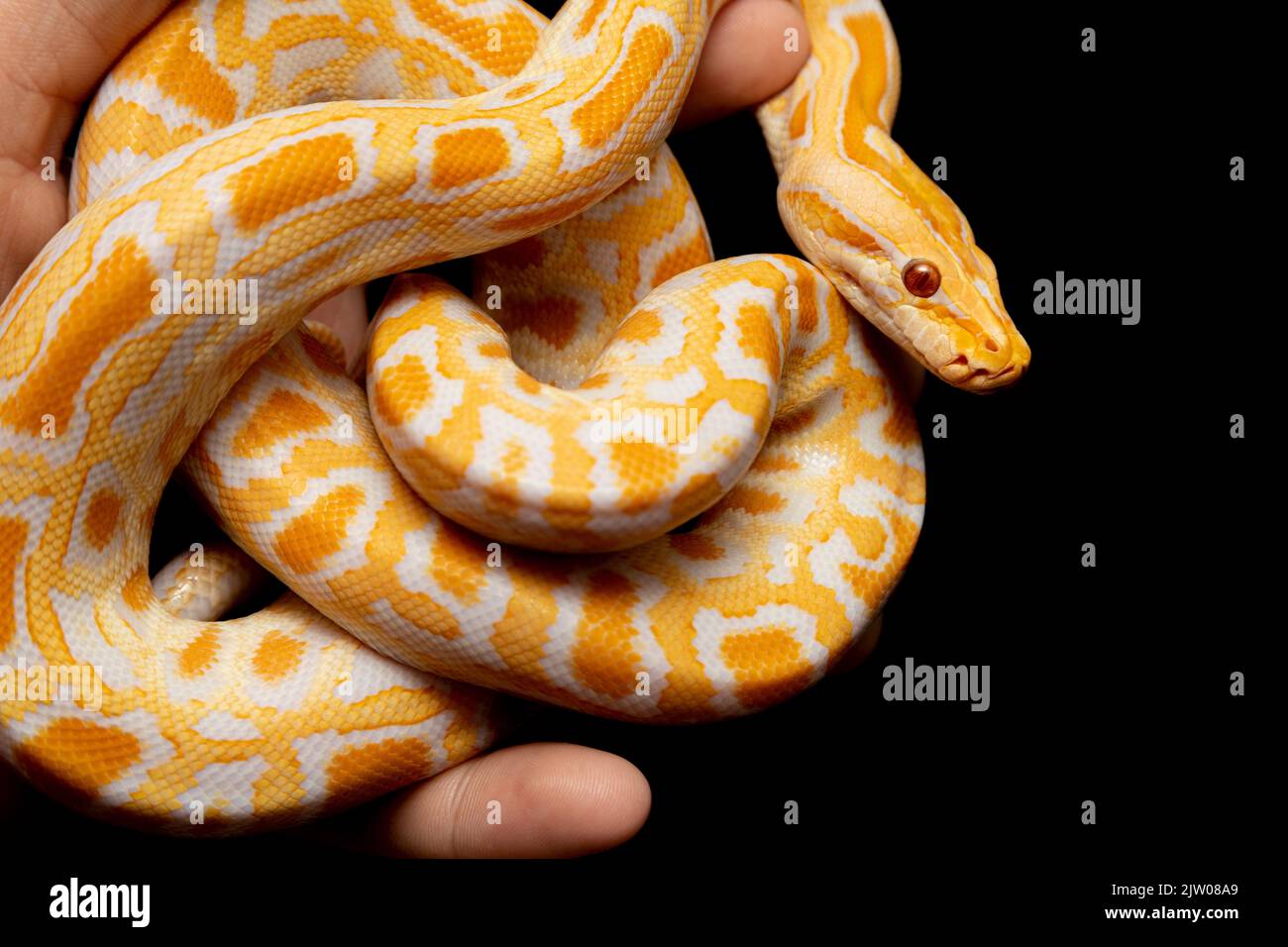 Python molurus bivitattus is one of the largest species of snakes. It ...