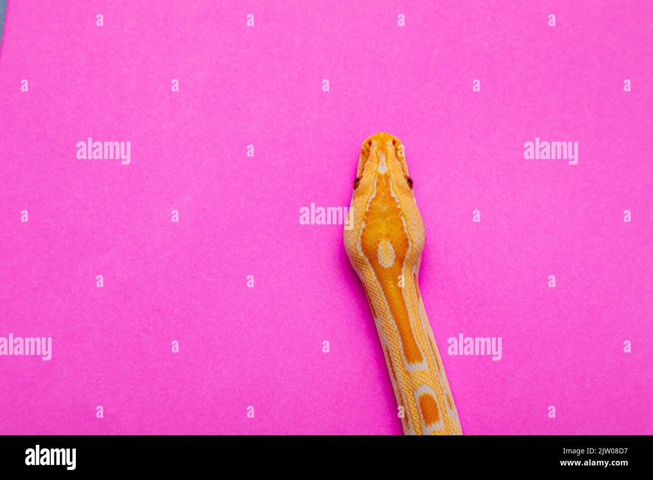 Python molurus bivitattus is one of the largest species of snakes. It ...