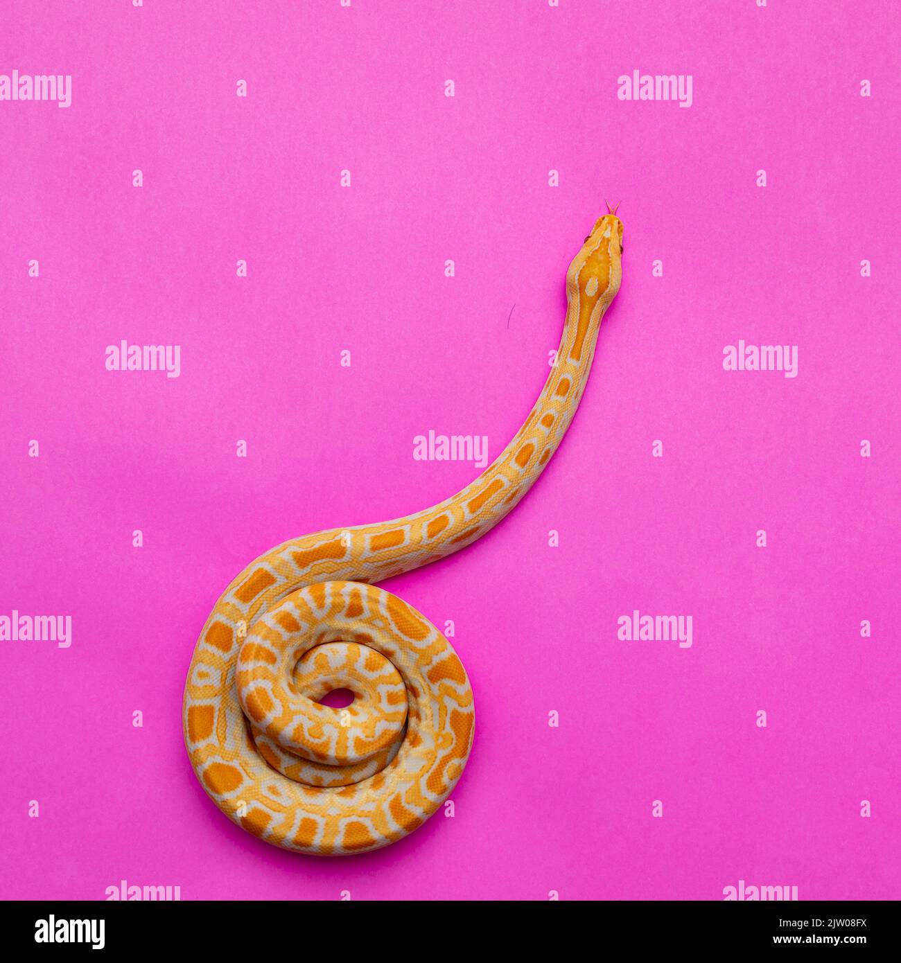 Python molurus bivitattus is one of the largest species of snakes. It ...