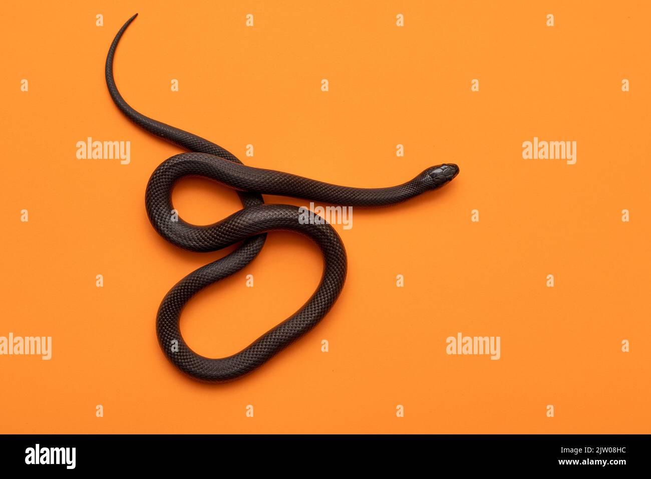 The Mexican black kingsnake (Lampropeltis getula nigrita) is part of ...