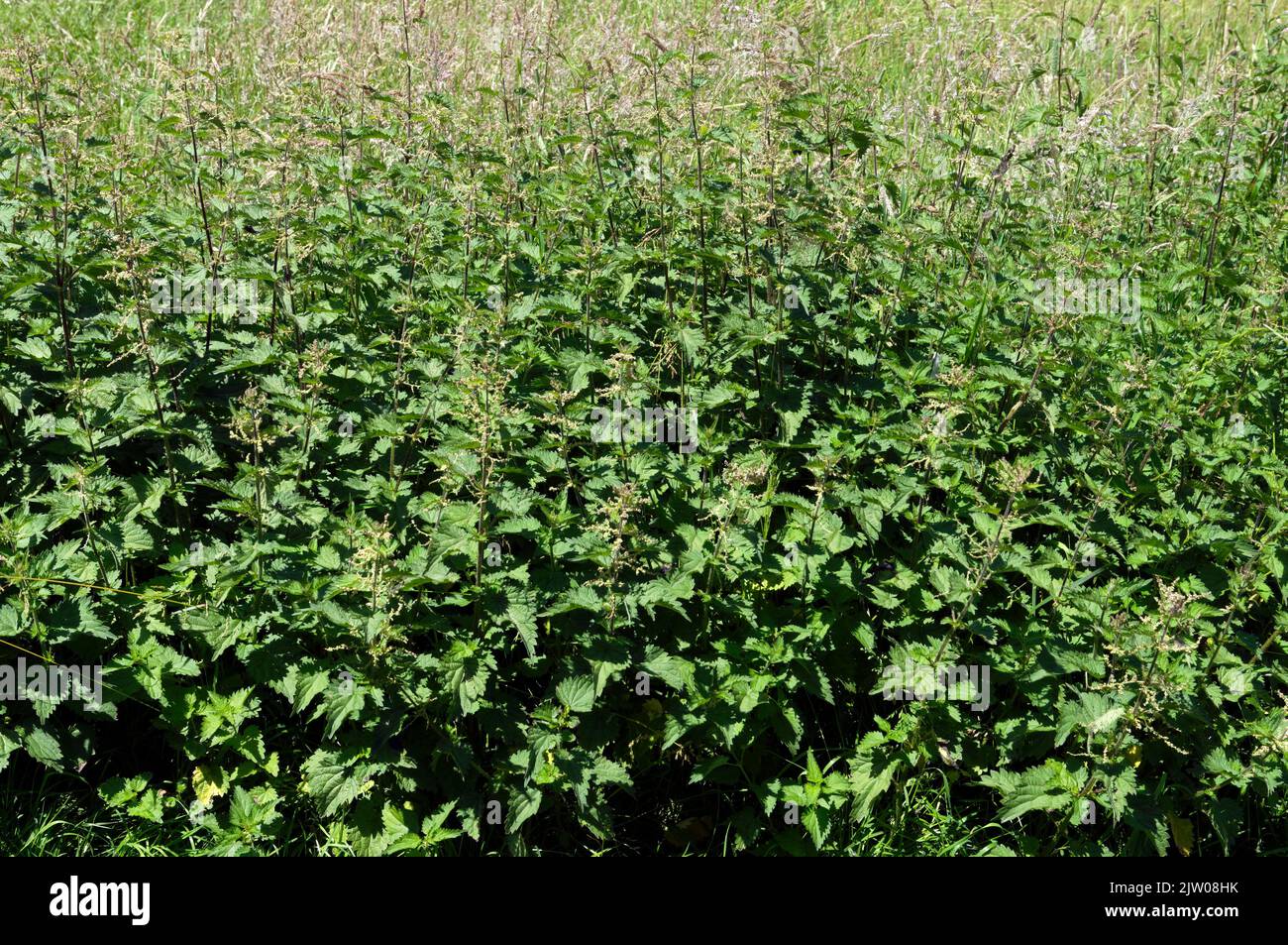 Nettle bed. Urtica dioica. Common nettle. 2022 Stock Photo - Alamy
