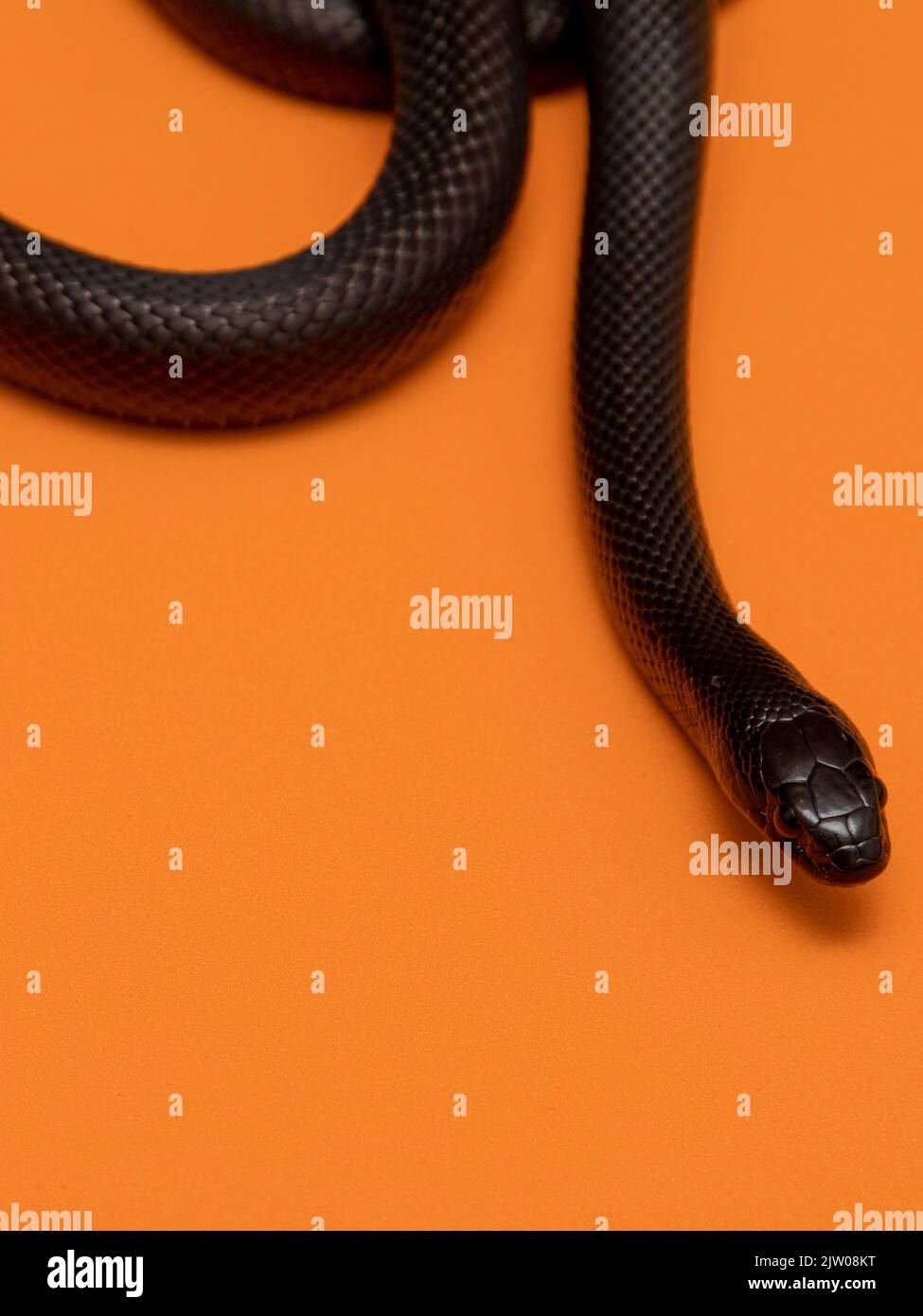 The Mexican black kingsnake (Lampropeltis getula nigrita) is part of ...