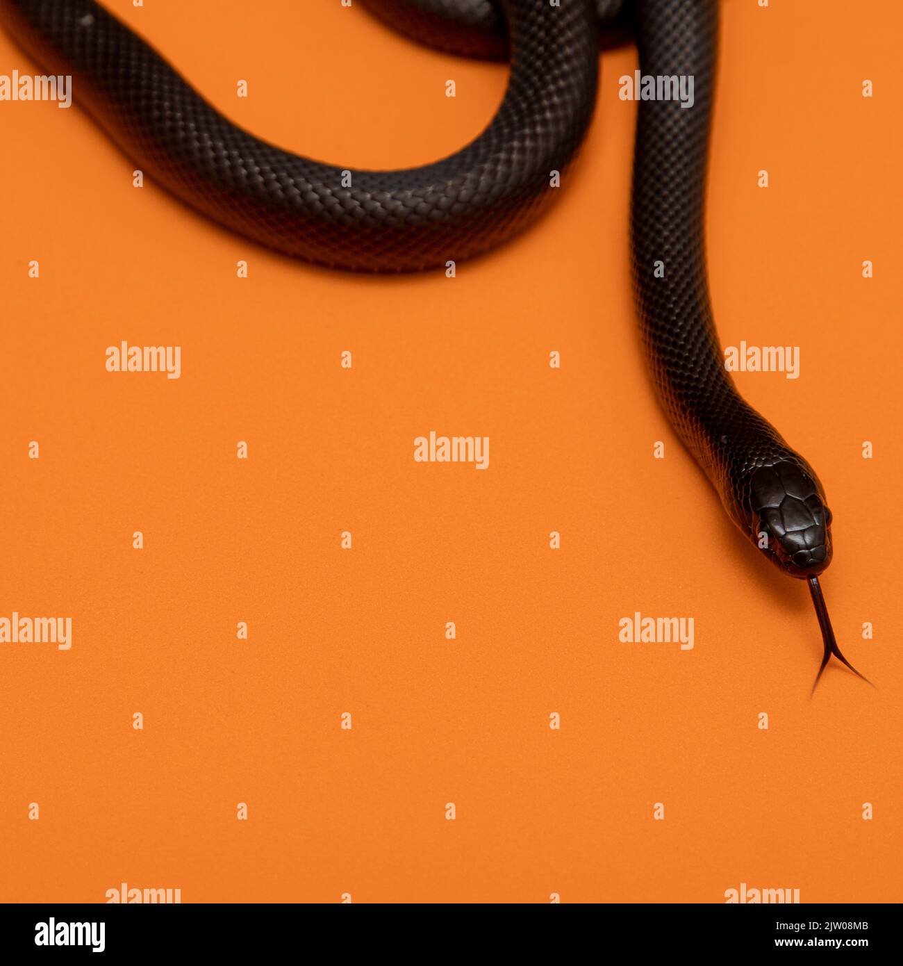 The Mexican black kingsnake (Lampropeltis getula nigrita) is part of ...