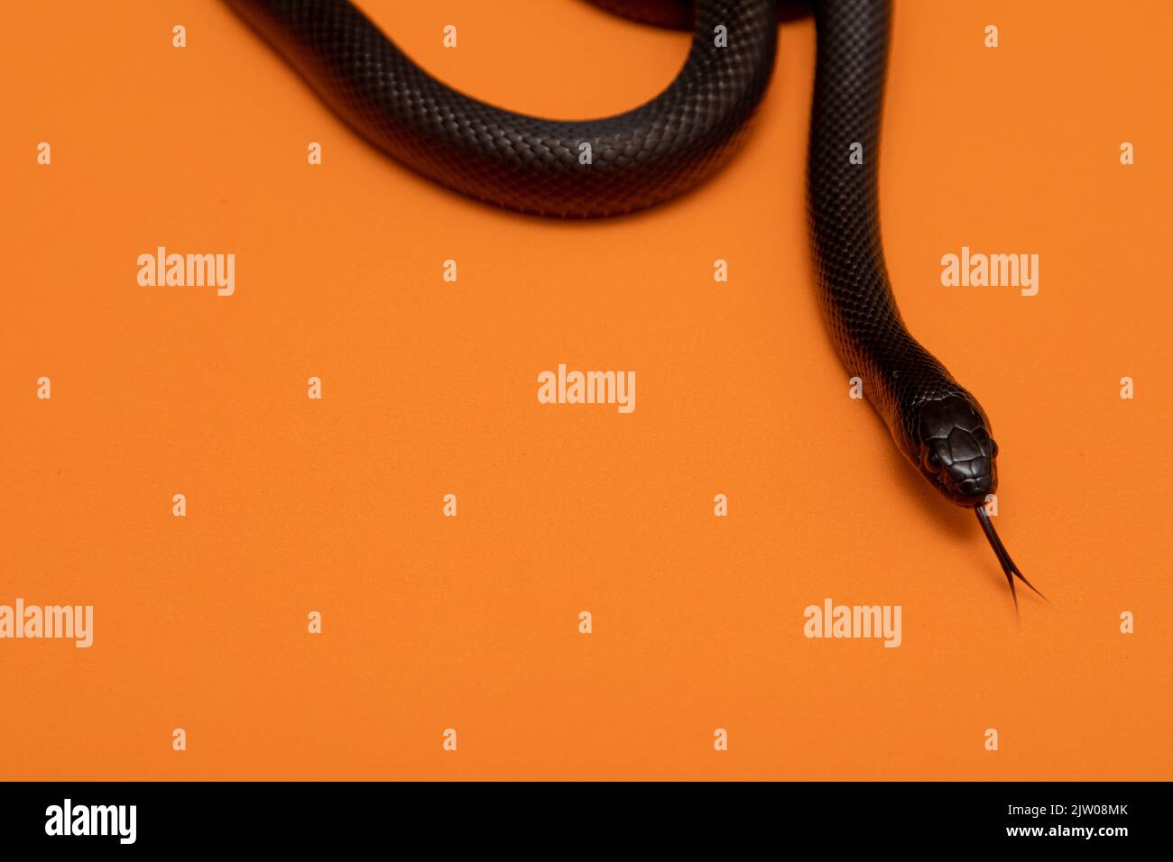 The Mexican black kingsnake (Lampropeltis getula nigrita) is part of ...