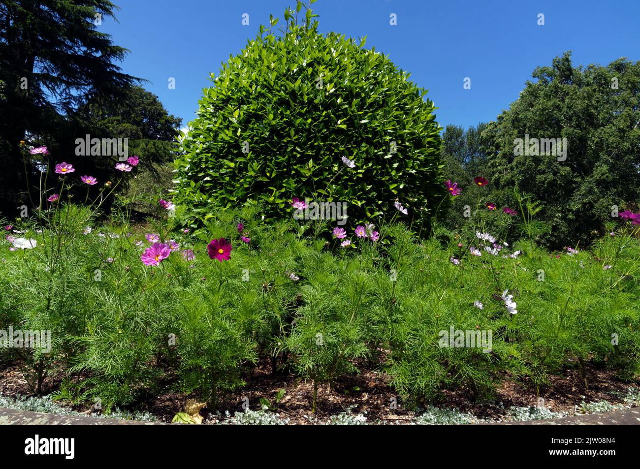 Topiary and raised flower beds. Castle Grounds / Bute Park / Cooper's ...