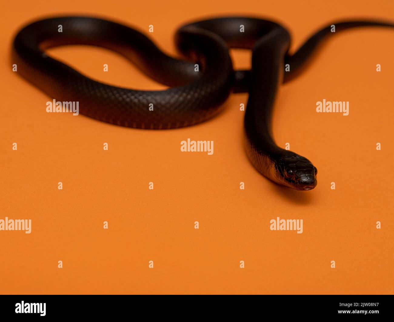 The Mexican black kingsnake (Lampropeltis getula nigrita) is part of ...